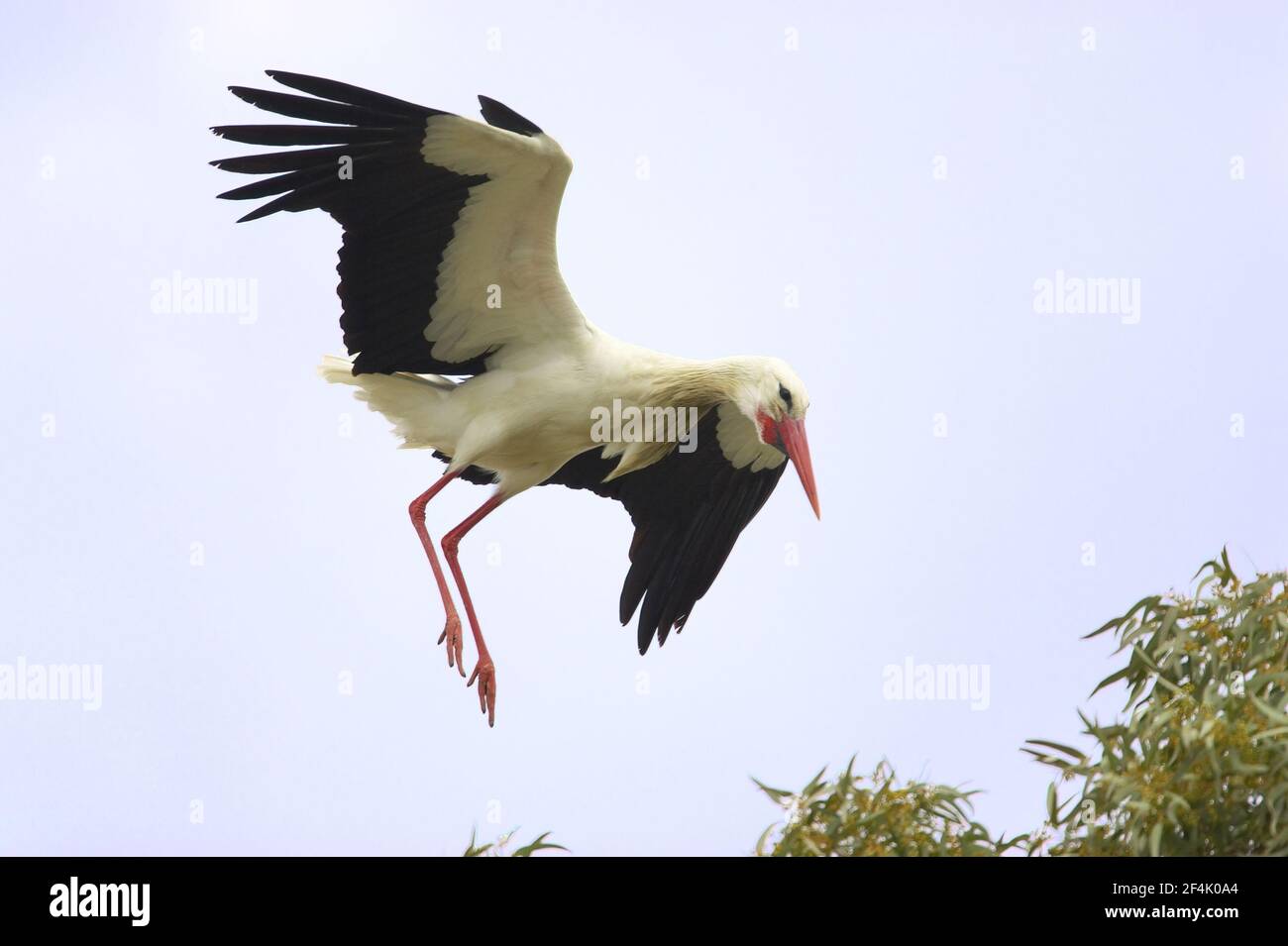 Flying white storks hi-res stock photography and images - Alamy