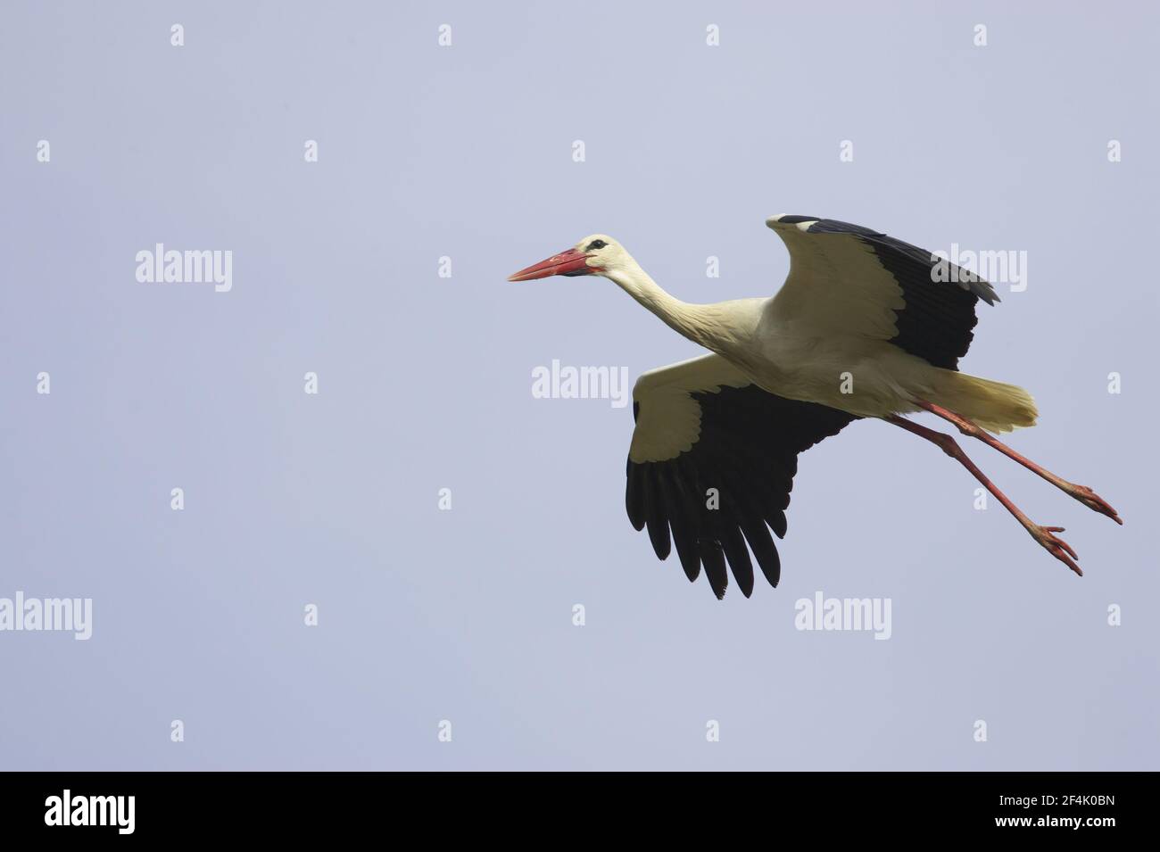 Flying white storks hi-res stock photography and images - Alamy