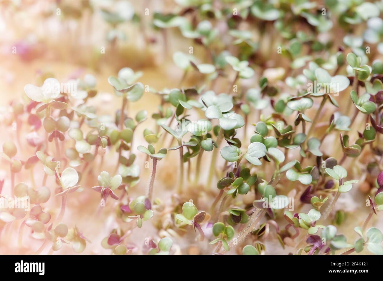 Sprouts of microgreens of white mustard, friendly shoots on a special ...