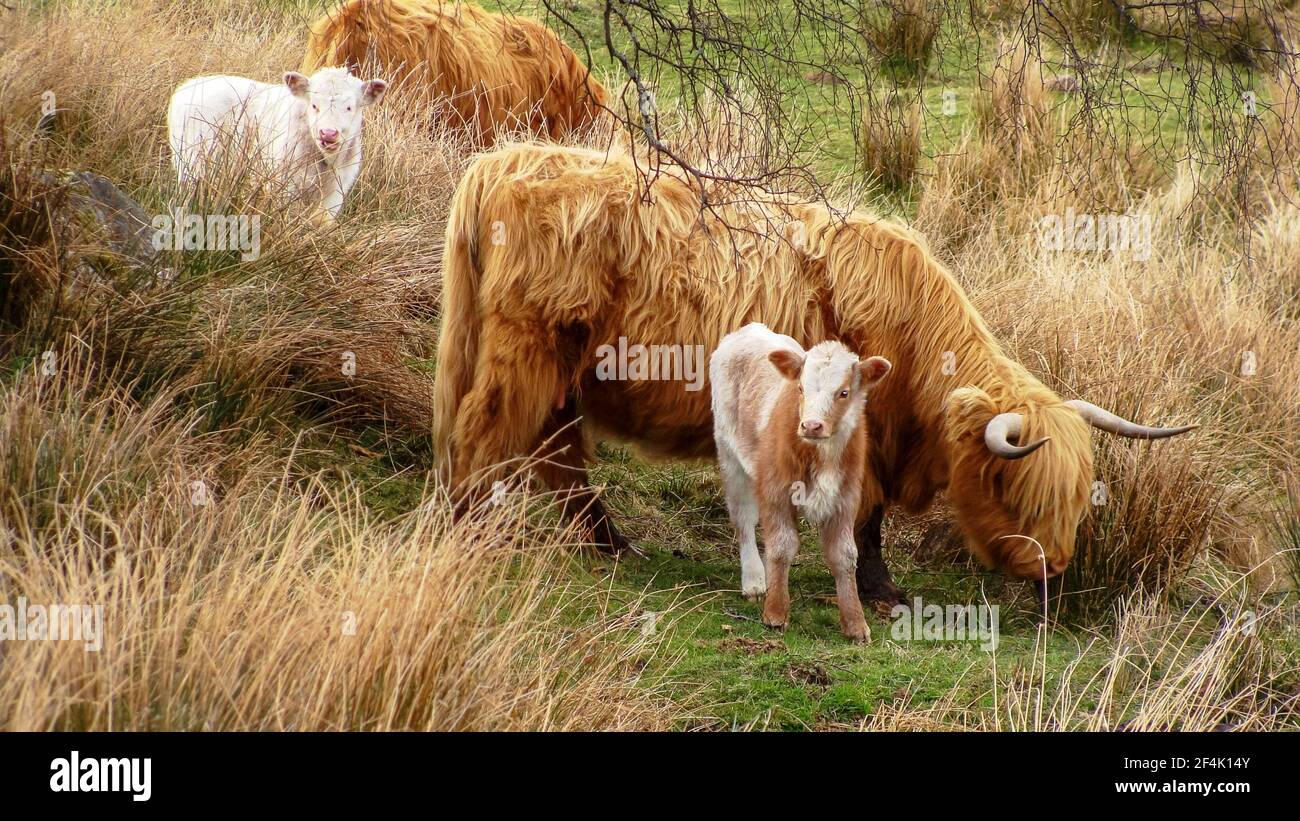 Shetland cattle shetland hi-res stock photography and images - Alamy