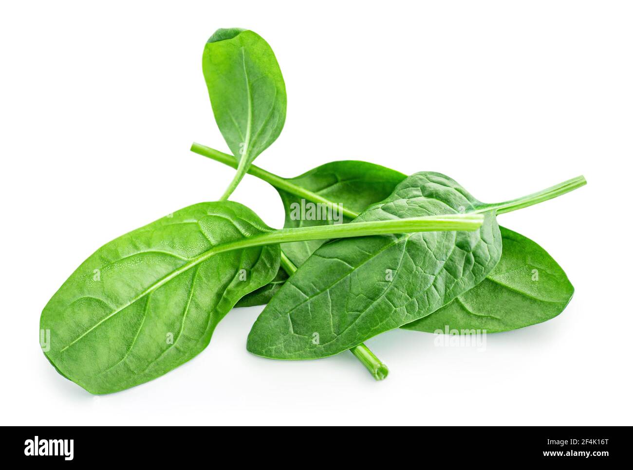 Spinach leaves isolated on white background. Various Spinach leaf Stock ...