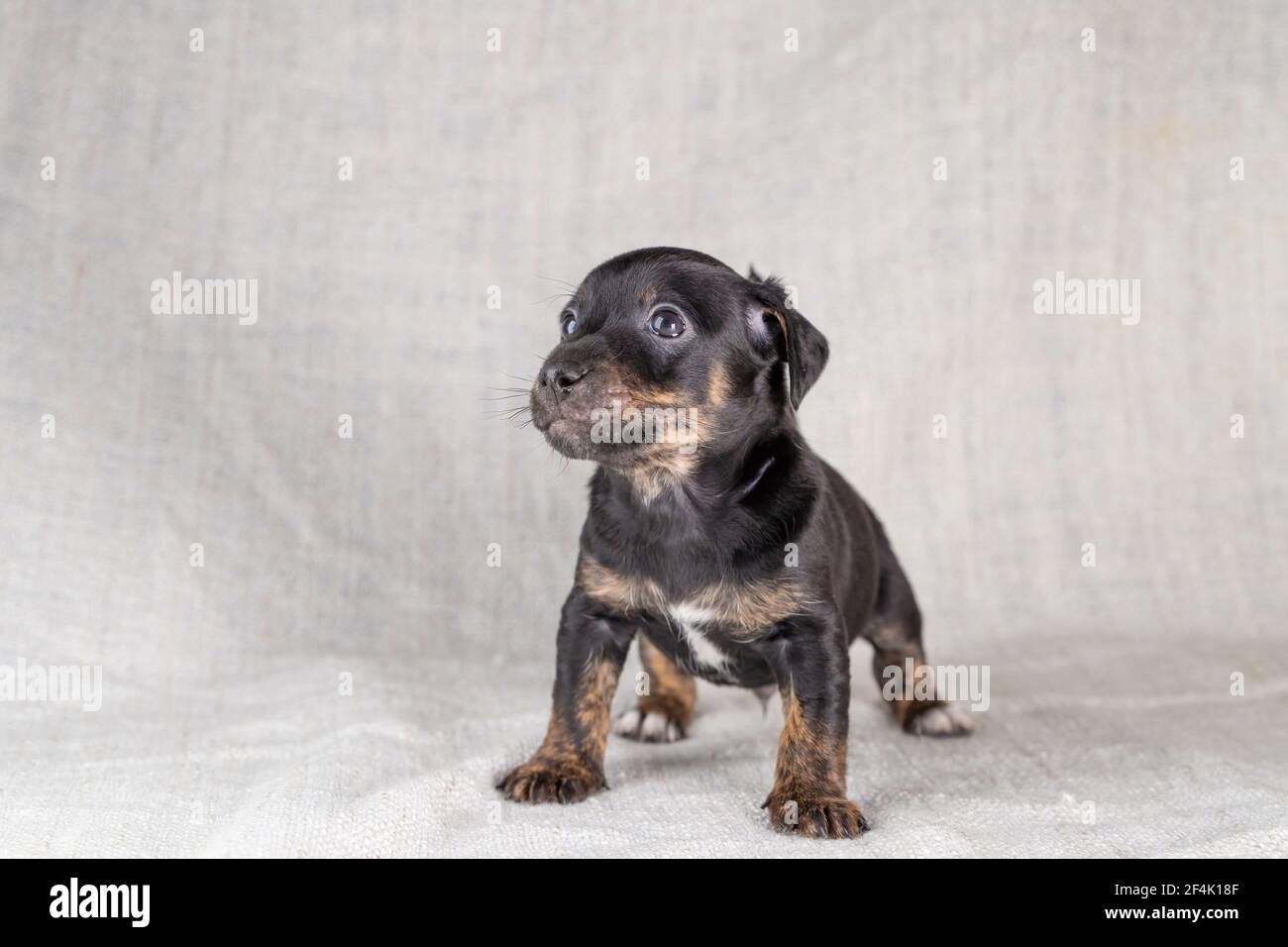 Brown and black brindle Jack Russell Terrier dog puppy. Looks cheeky ...