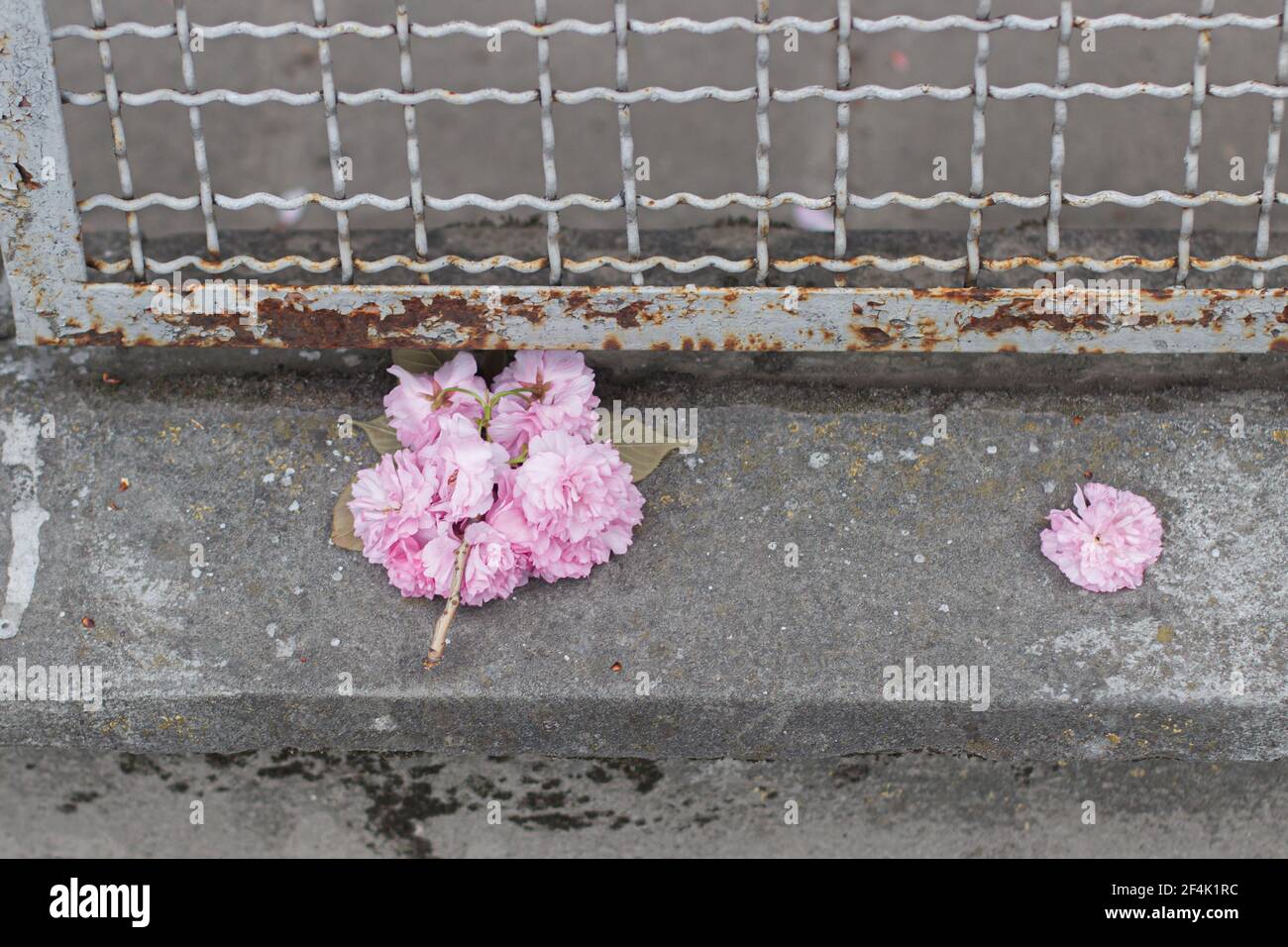 Beautiful broken sakura flowers on street ground at rusty metal fence ...