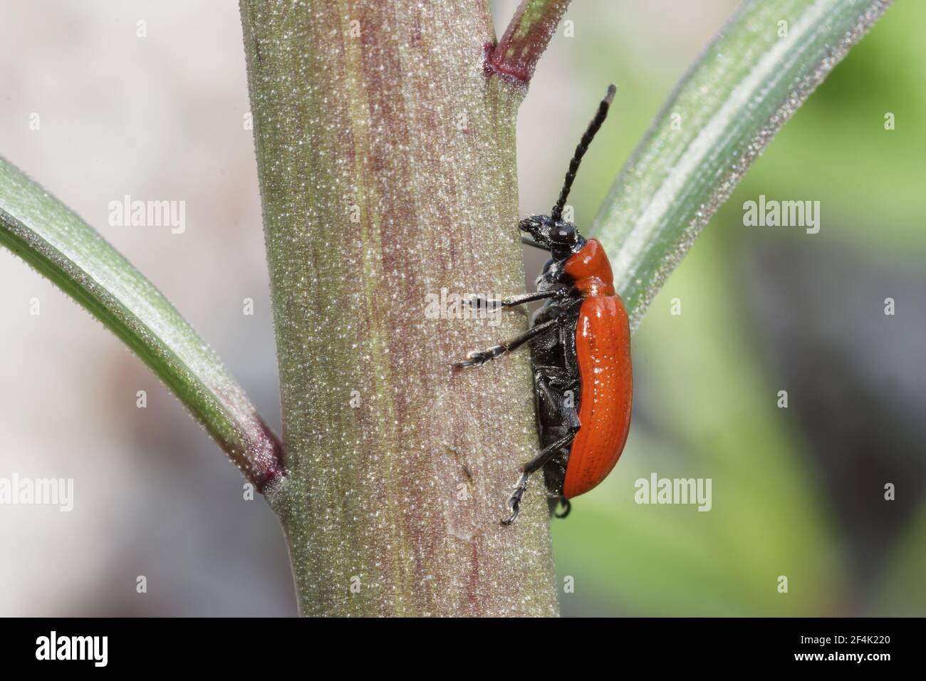 Red lilly beetles hi-res stock photography and images - Alamy