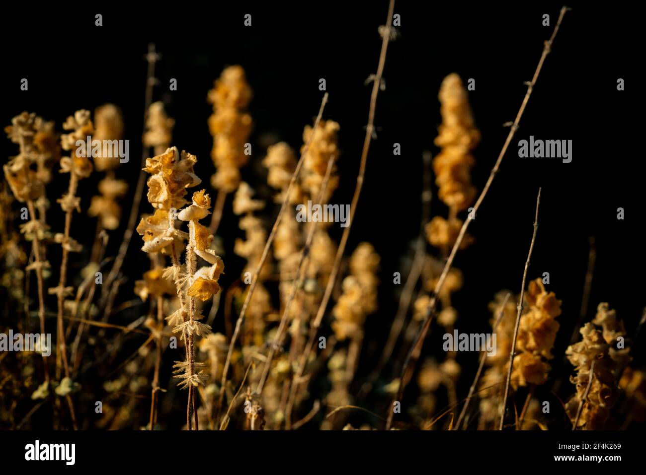 Dry arid grass and blooms of the plant on the long stem in golden ...