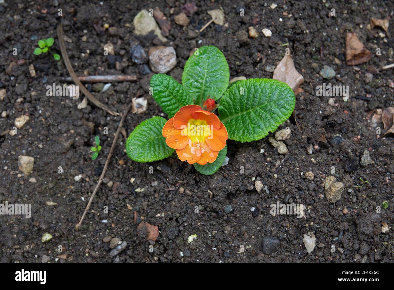 Primula vulgaris, common primrose, is a flowering plant species in the ...