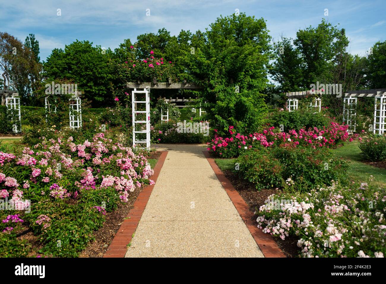 Rose Garden Old Parliament House Canberra, Pink roses and a centre path ...