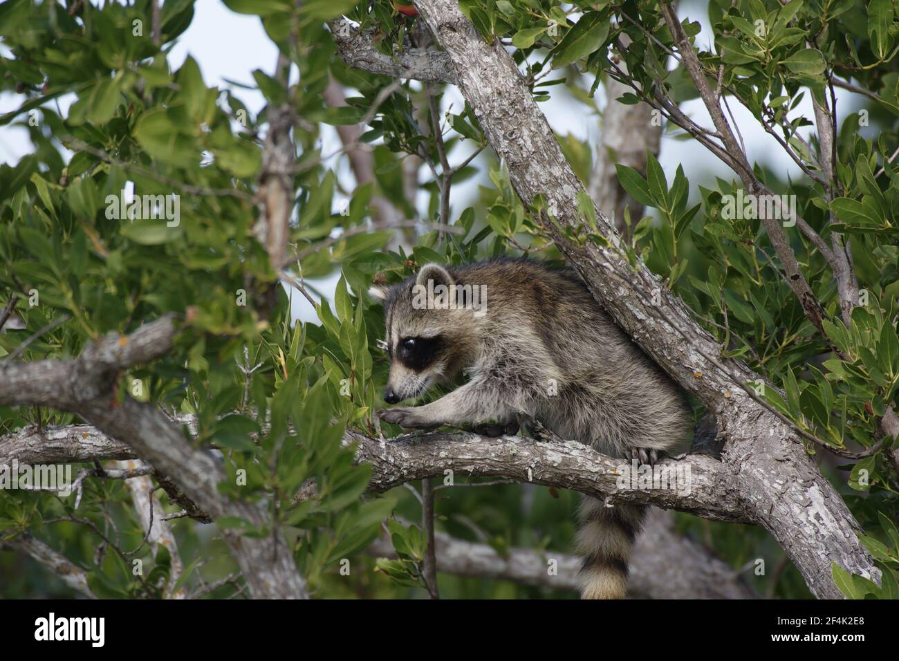 Racoon in tree(Procyon lotor) Ding Darling NWR, florida, USA MA000031 ...