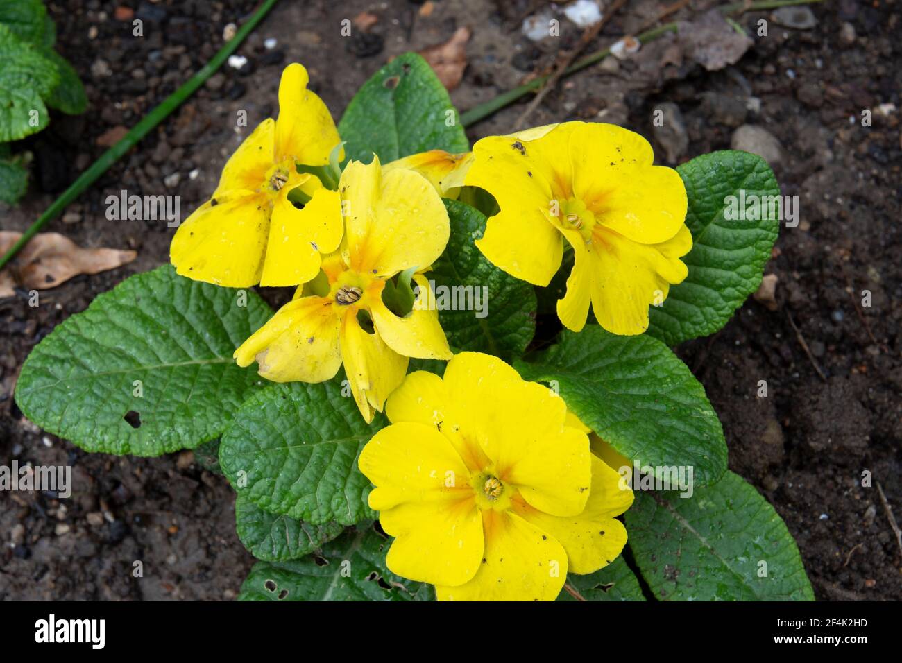Primula vulgaris, common primrose, is a flowering plant species in the ...