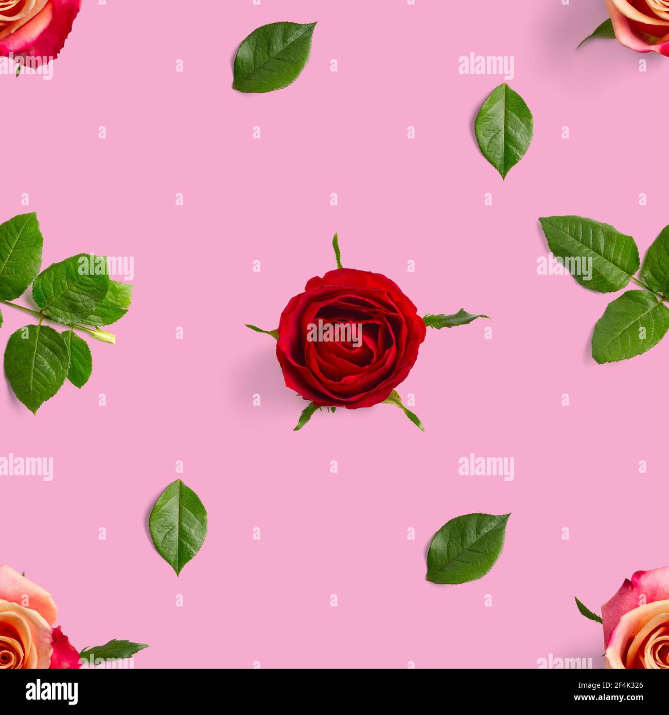 Rosebud seamless pattern. head of rose bloom isolated on pink pattern ...