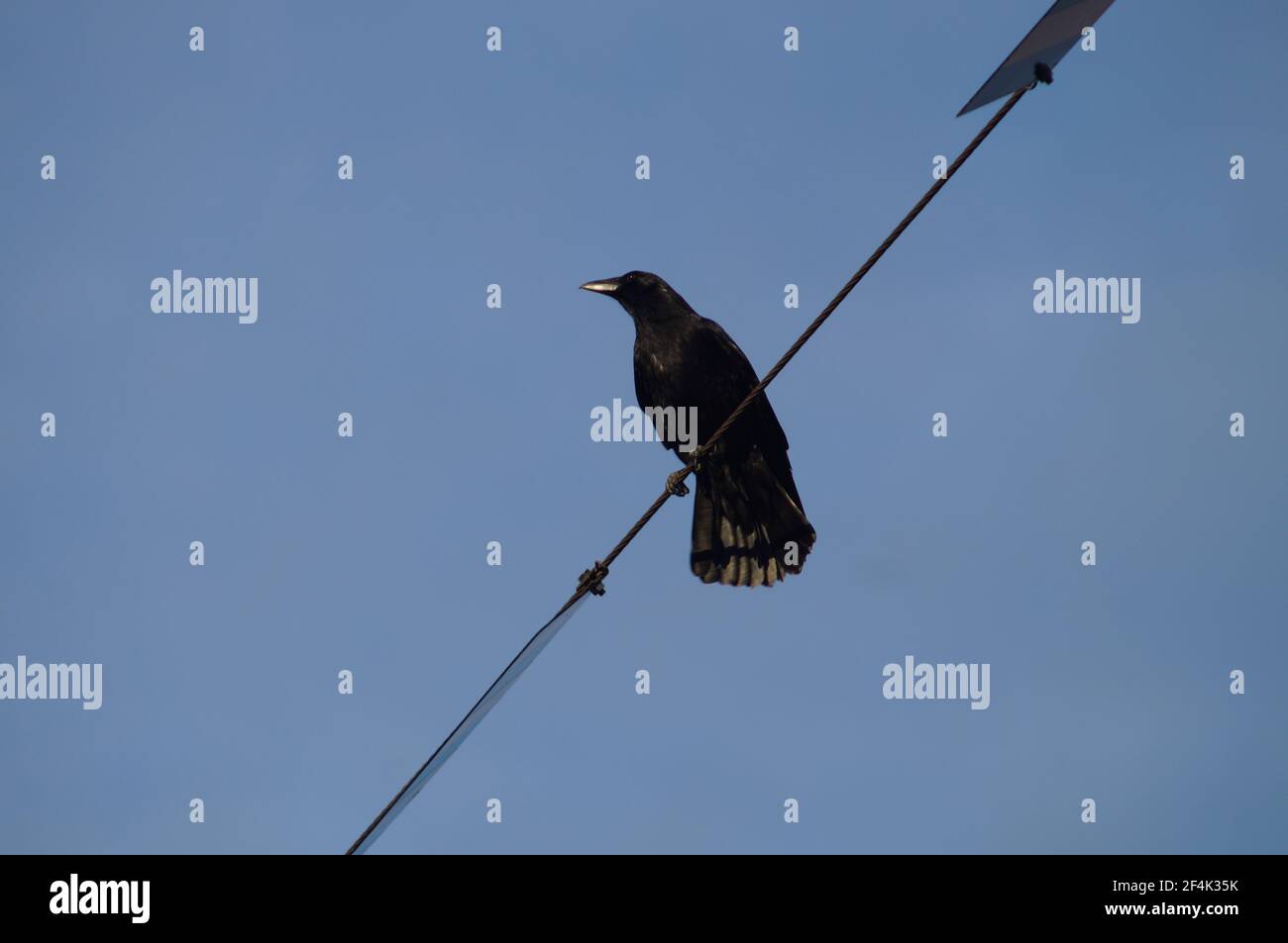 A crow on an overhead line Stock Photo - Alamy