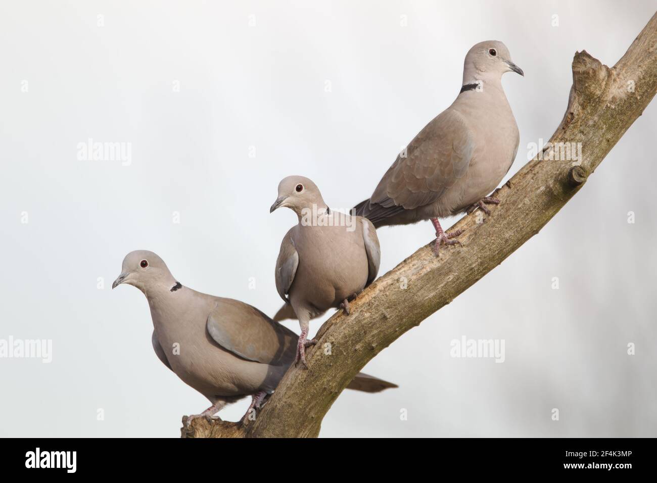 Essex marshed birds hi-res stock photography and images - Alamy