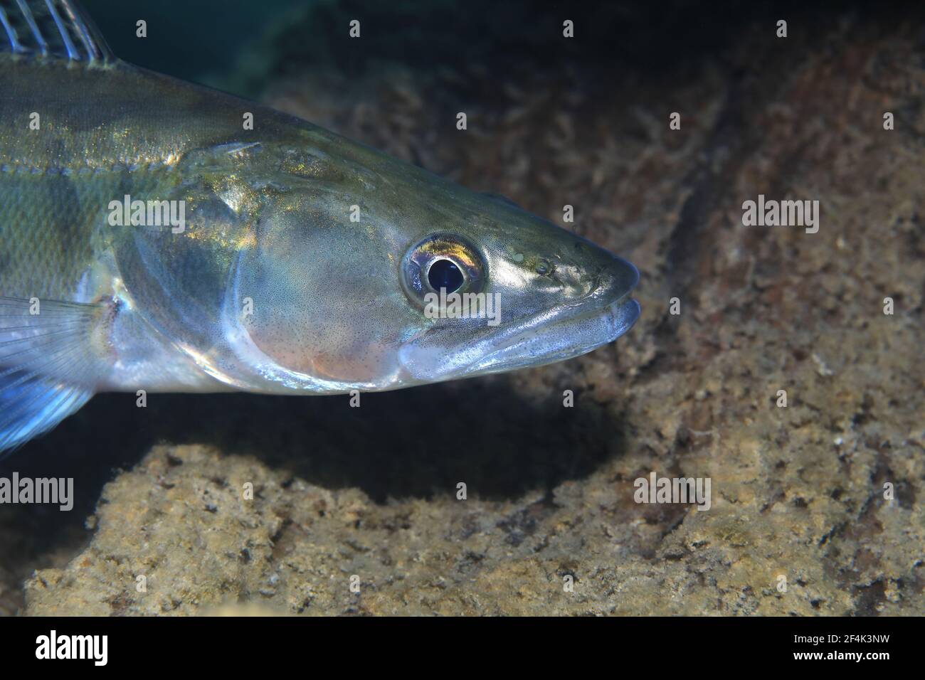 Sander lucioperca under water germany hi-res stock photography and ...