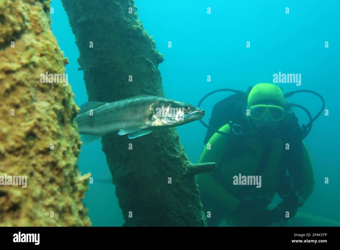 Pike perch fish (Sander lucioperca) and scuba diver underwater in ...