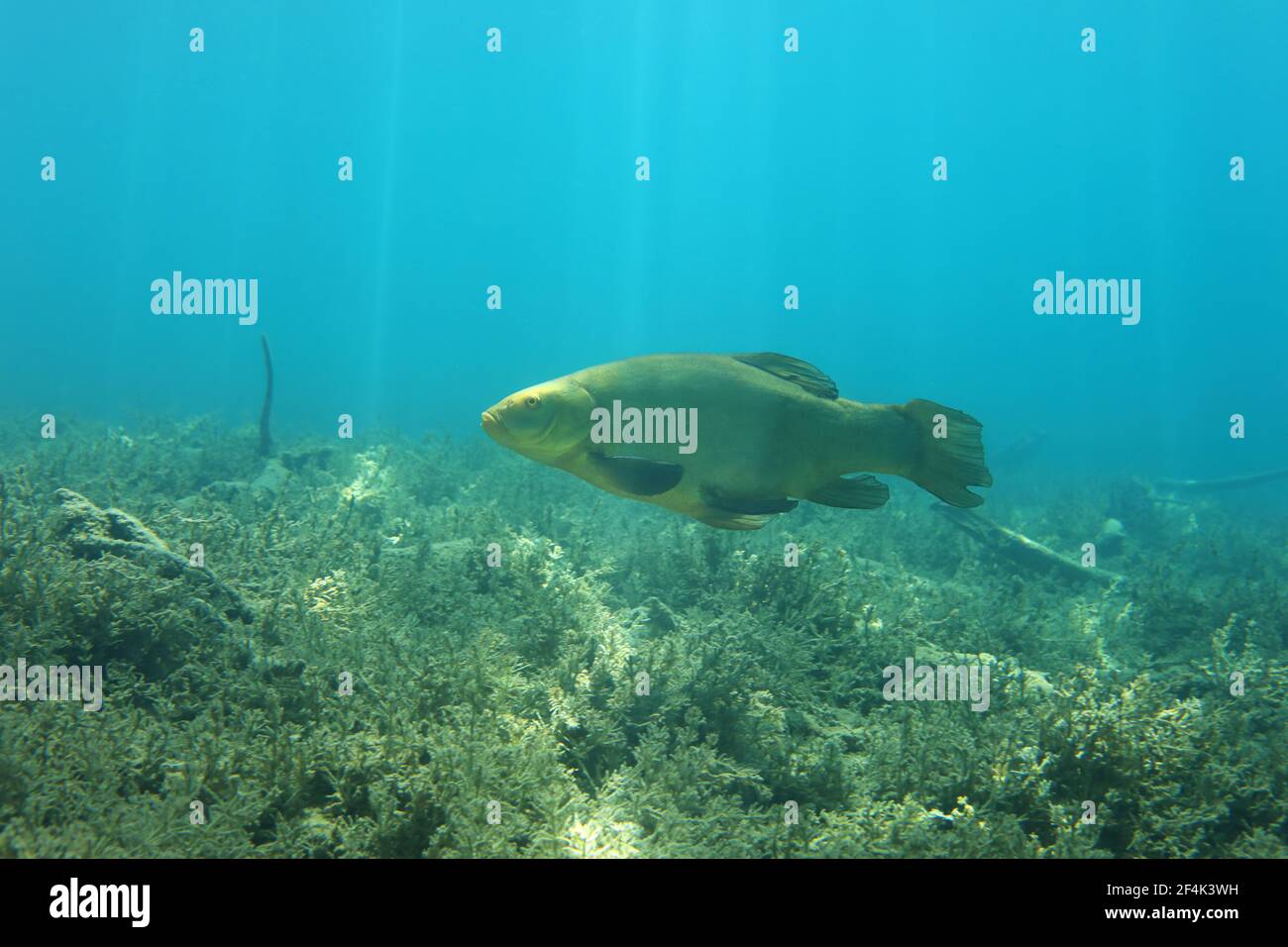 Tench fish (Tinca tinca) underwater in freshwater lake Stock Photo - Alamy