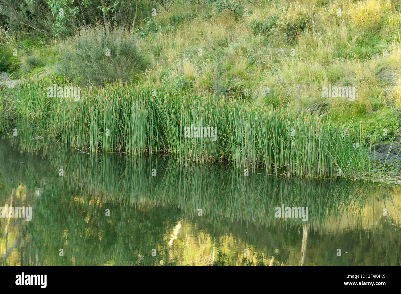 Reeds line the bank of Murrumbidgee River at Yaouk Stock Photo - Alamy