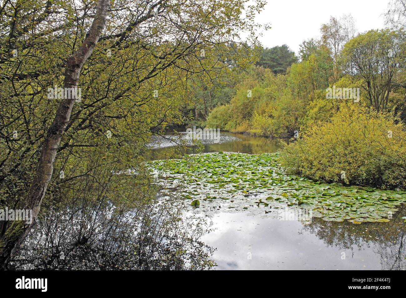 Ainsdale Boardwalk Lake, Sefton Coast In Autumn Stock Photo - Alamy