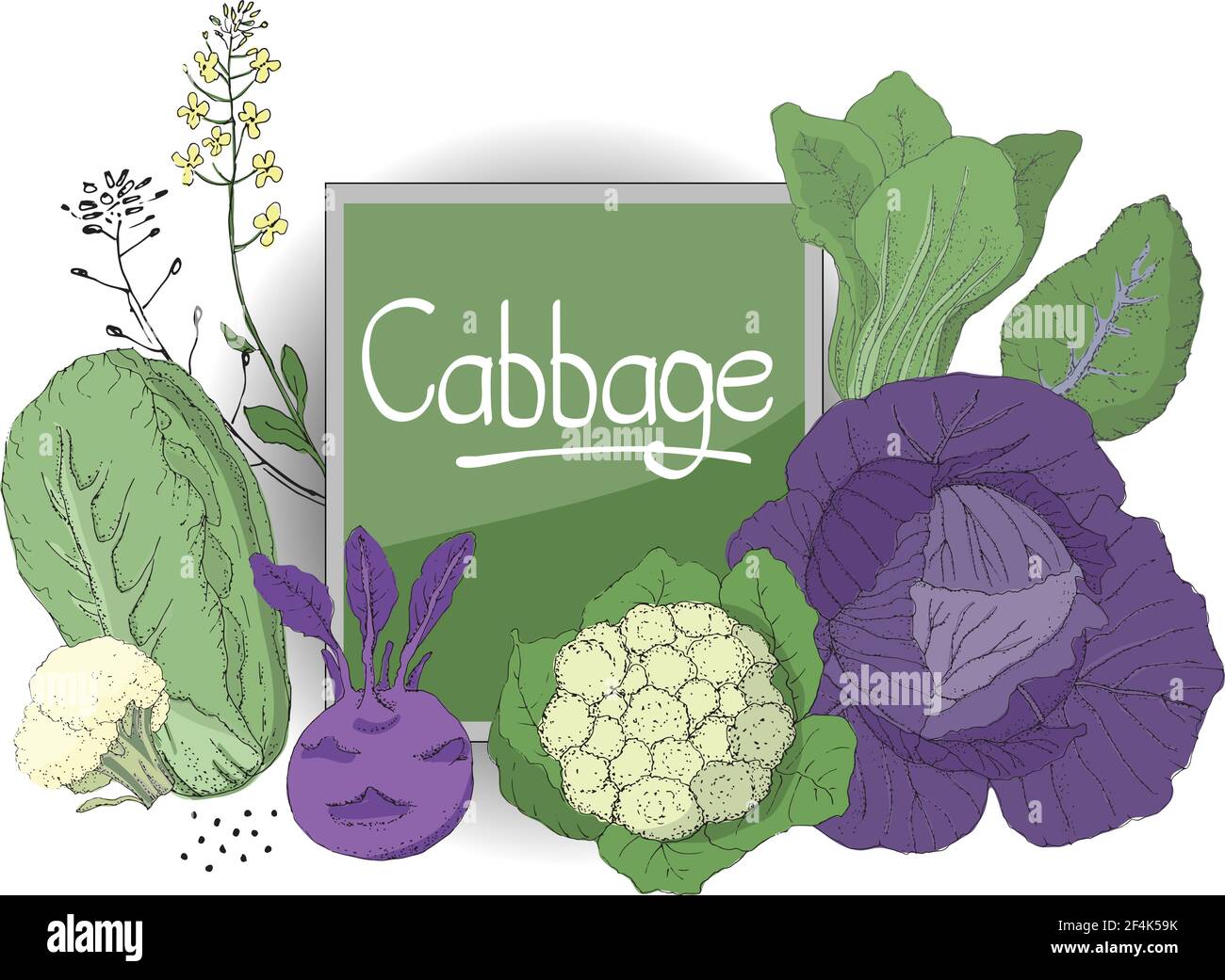 Vector set with fresh purple cabbage, cauliflower, chinese cabbage ...