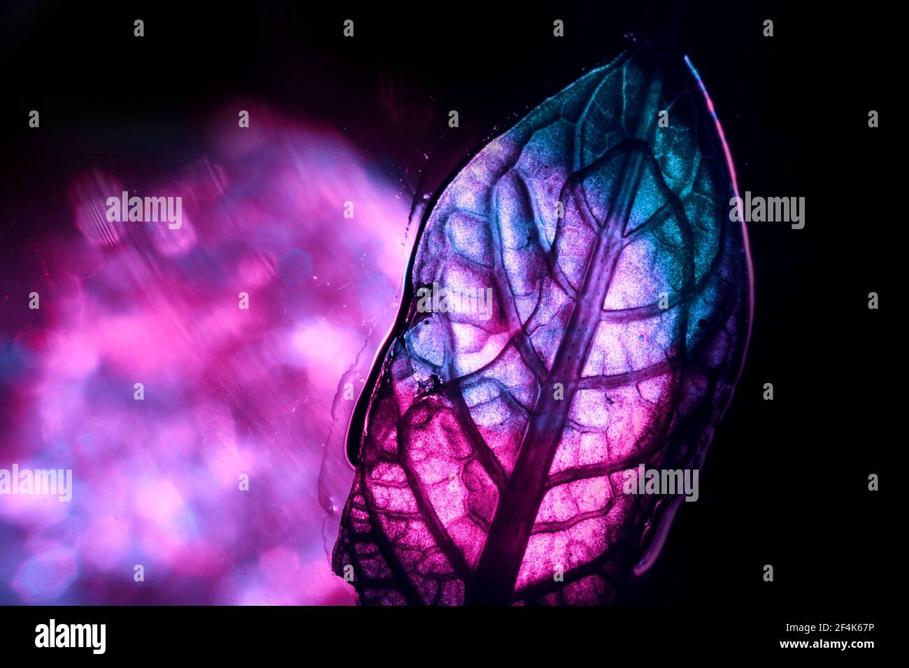 Close up Beautiful leaf in multi colored light. Minimalism retro style ...