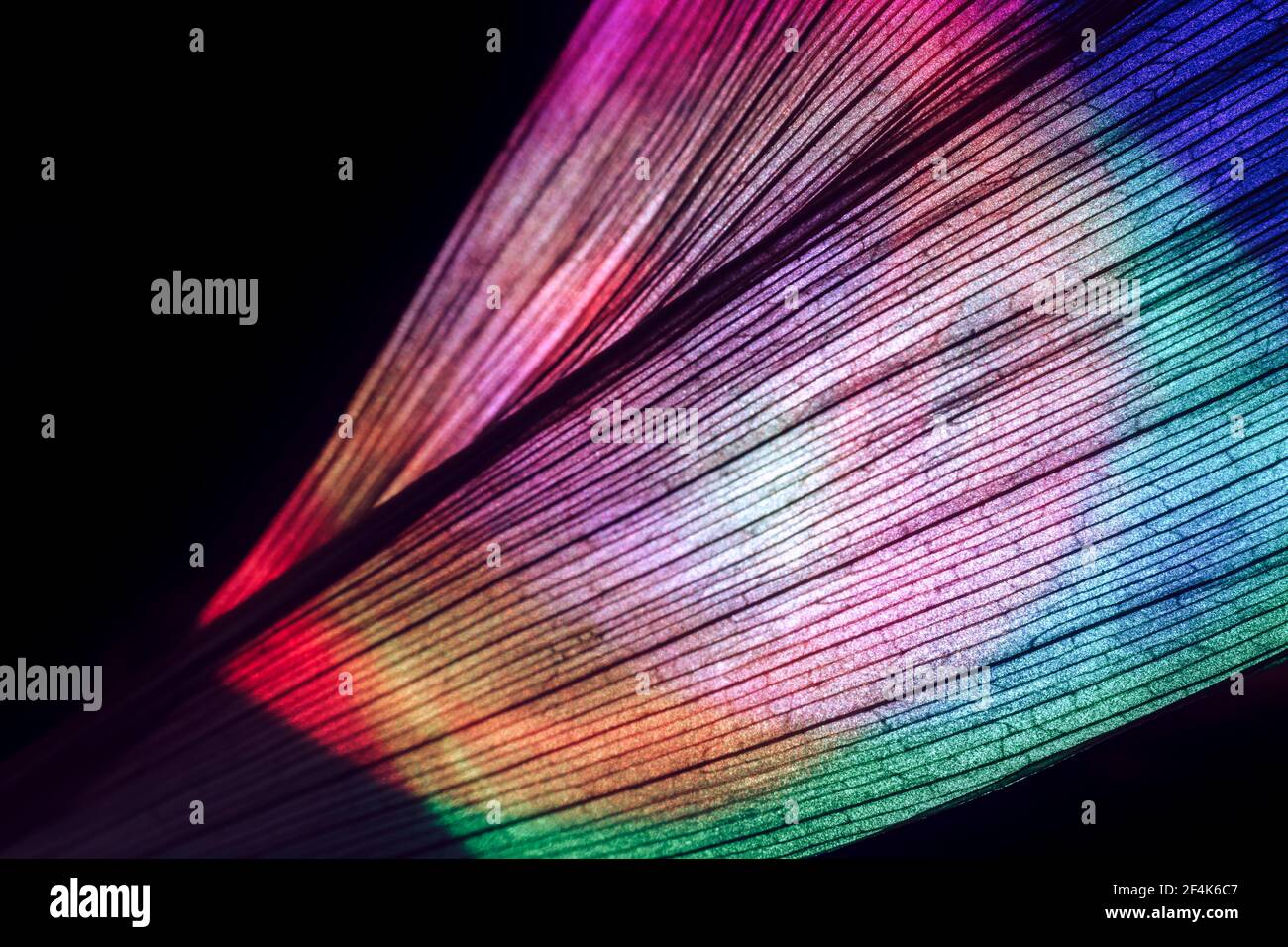 Close up Beautiful leaf in neon multi colored light. Minimalism modern ...