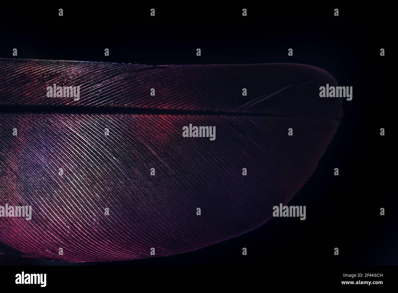 Bird feather neon multi colored light. Beautiful background pattern ...