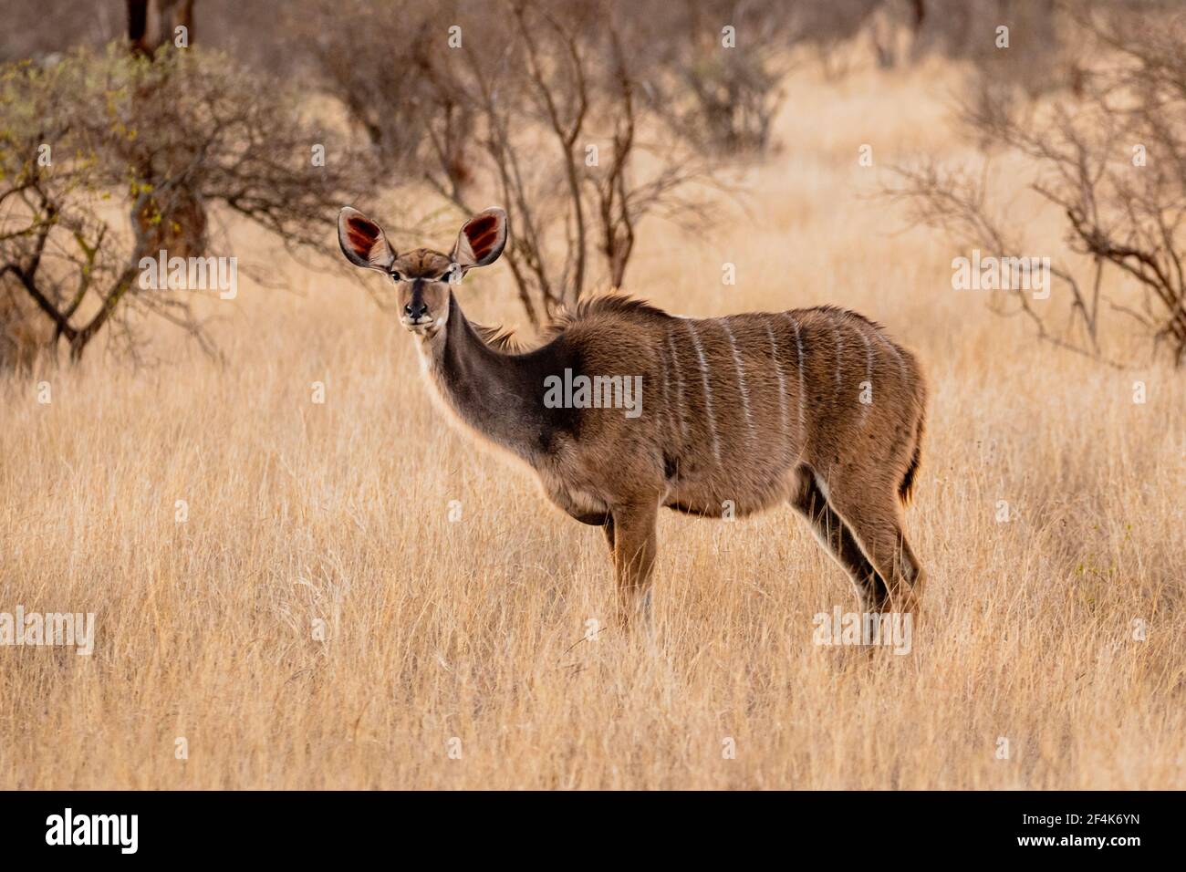 African Striped Deer