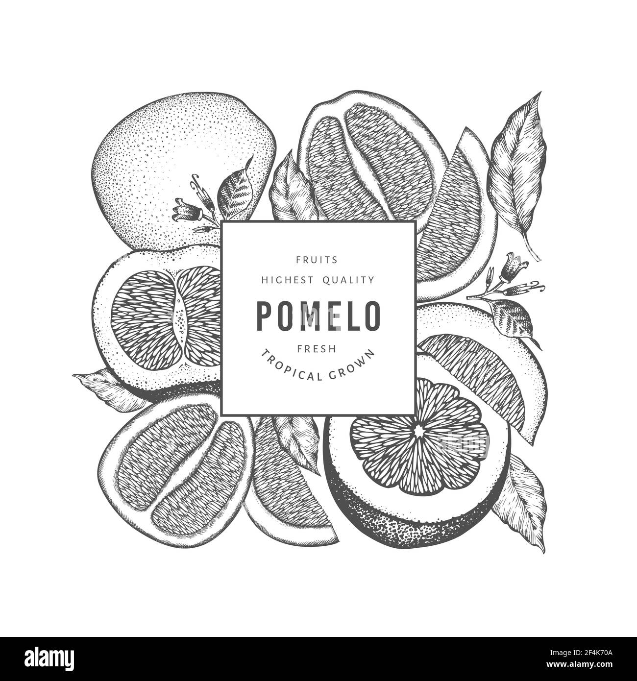 Hand drawn sketch style pomelo banner. Organic fresh fruit vector ...