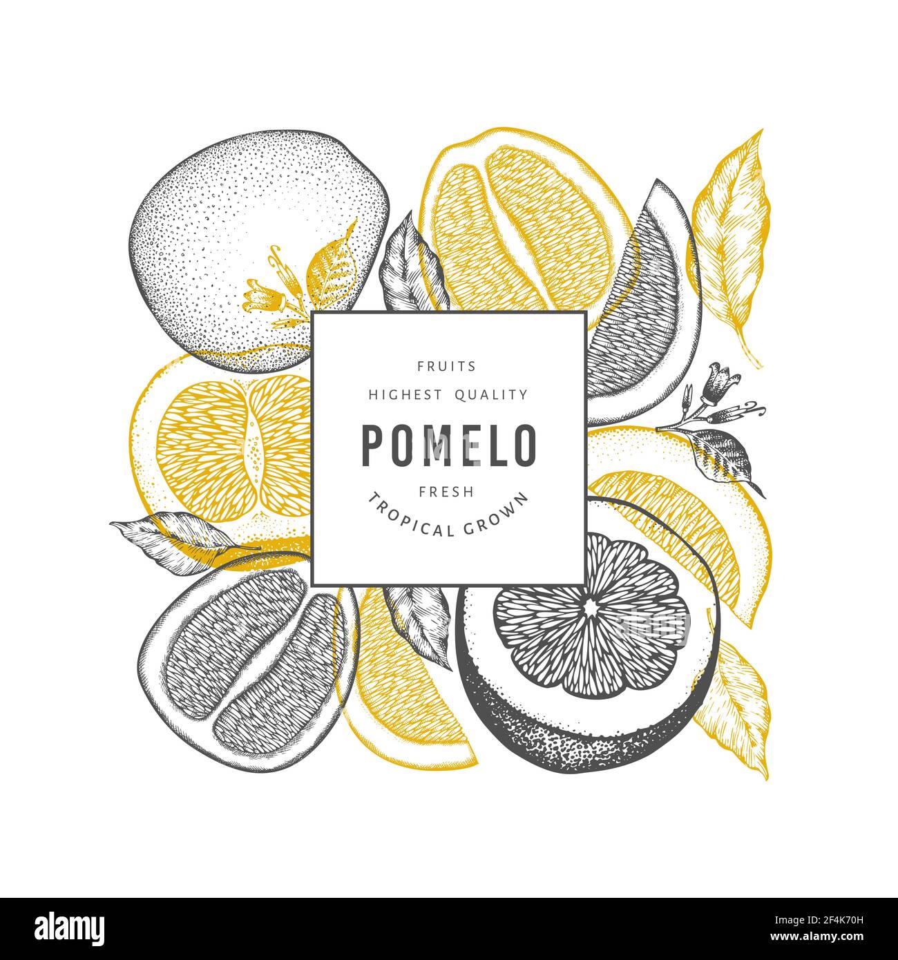 Pomelo fruit vector fresh banner hi-res stock photography and images ...