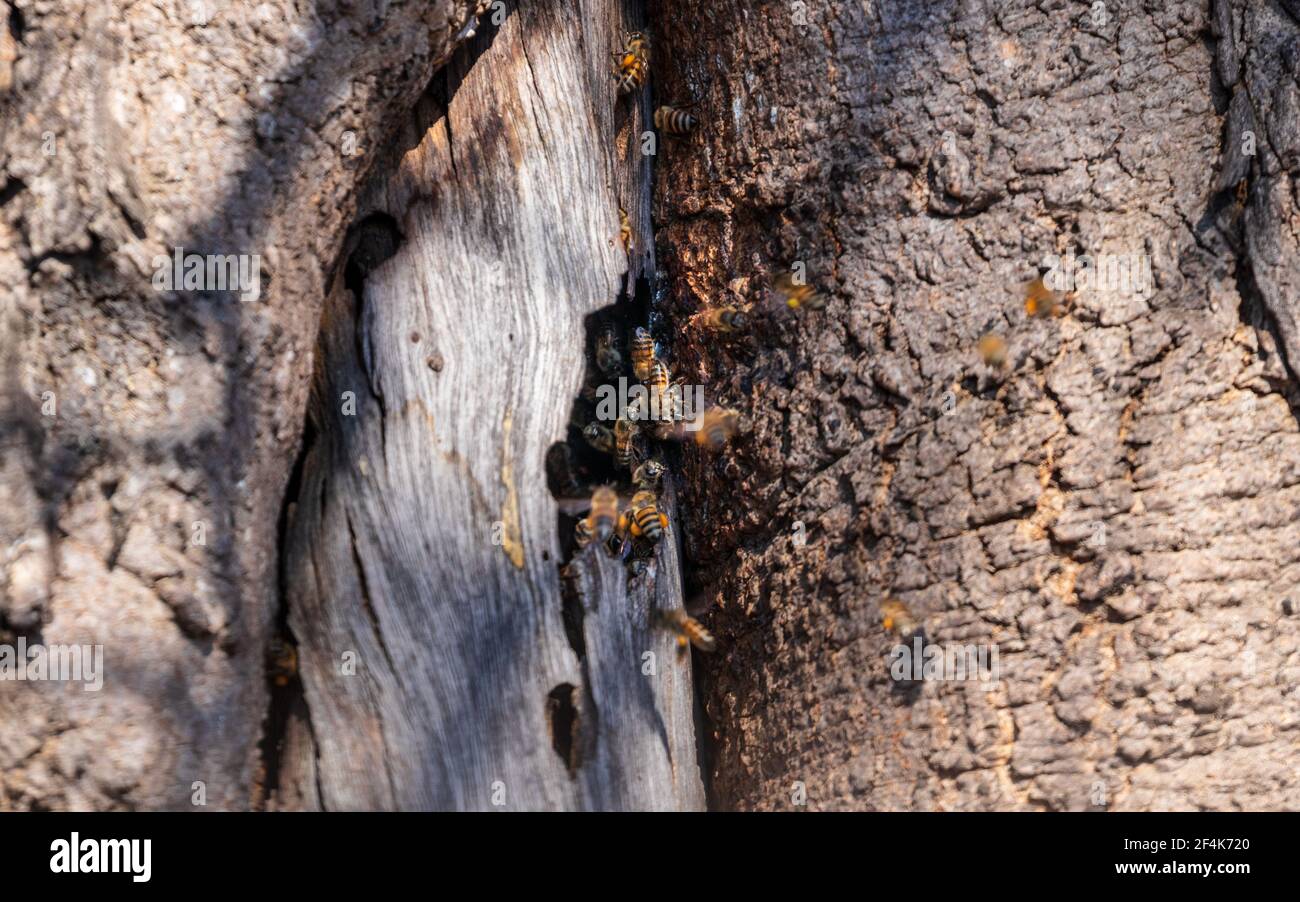 Bee nest in hollow tree hi-res stock photography and images - Alamy