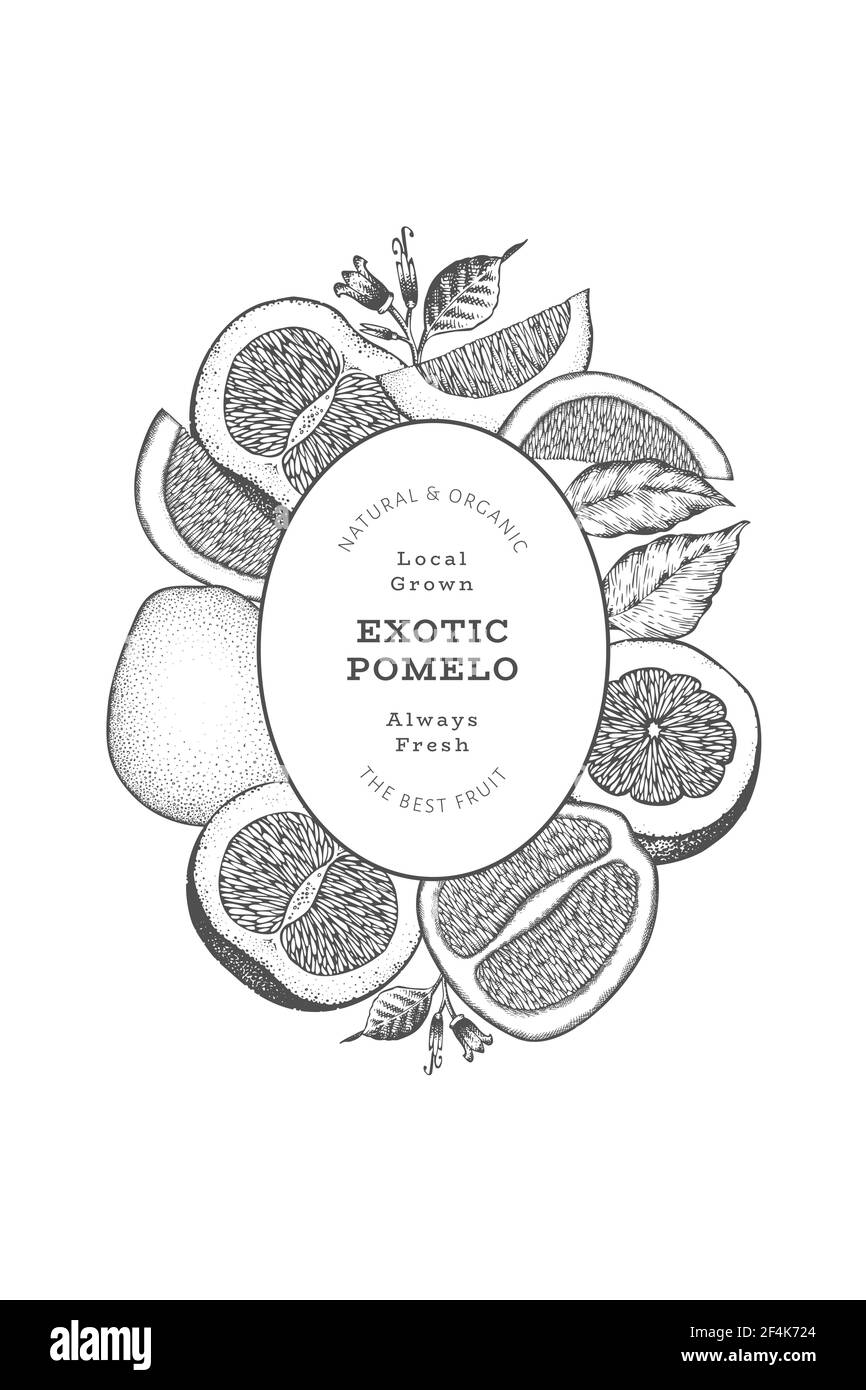 Hand drawn sketch style pomelo banner. Organic fresh fruit vector ...