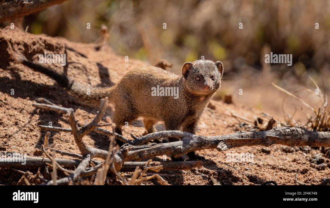 Savannah background hi-res stock photography and images - Alamy