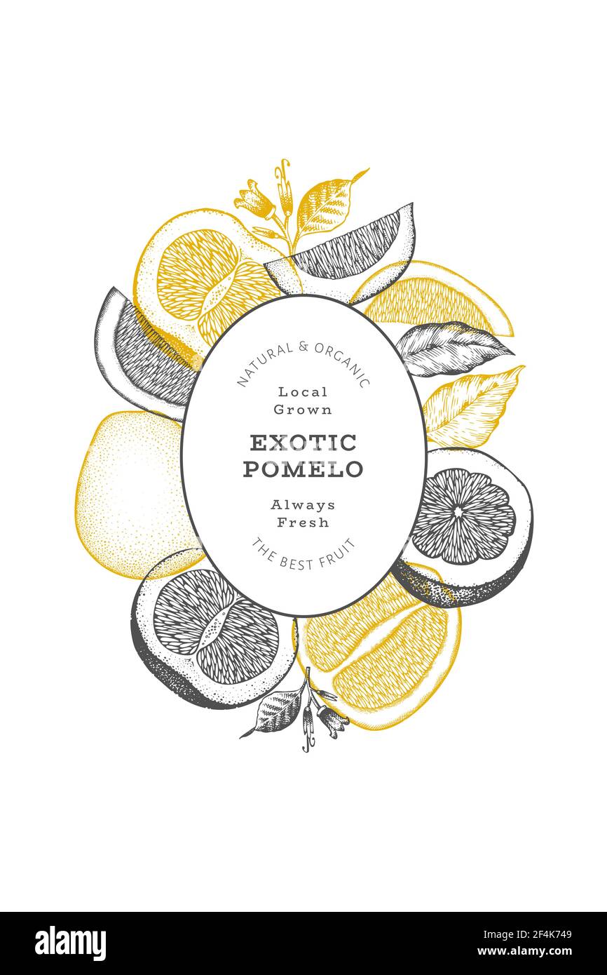 Hand drawn sketch style pomelo banner. Organic fresh fruit vector ...