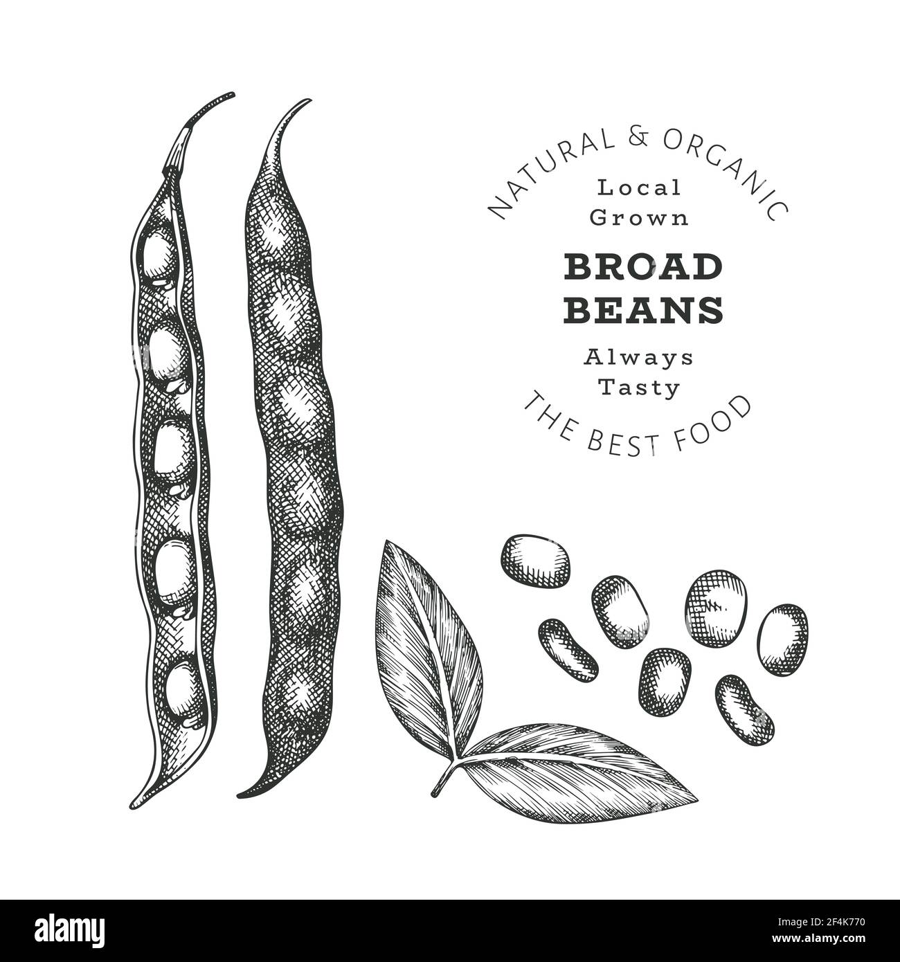 Hand drawn sketch style broad beans. Organic fresh food vector ...