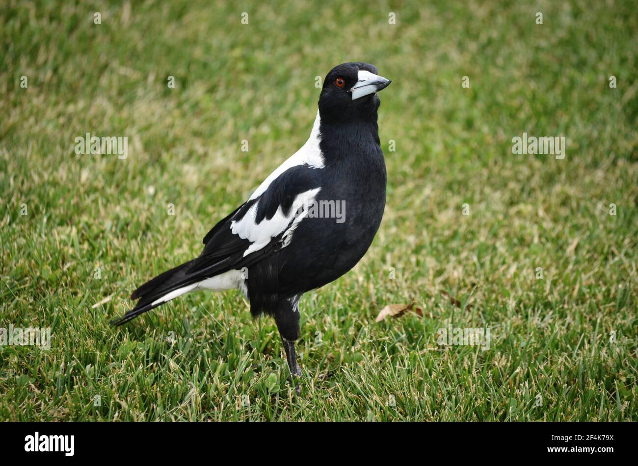 Australian magpie standing on hi-res stock photography and images - Alamy