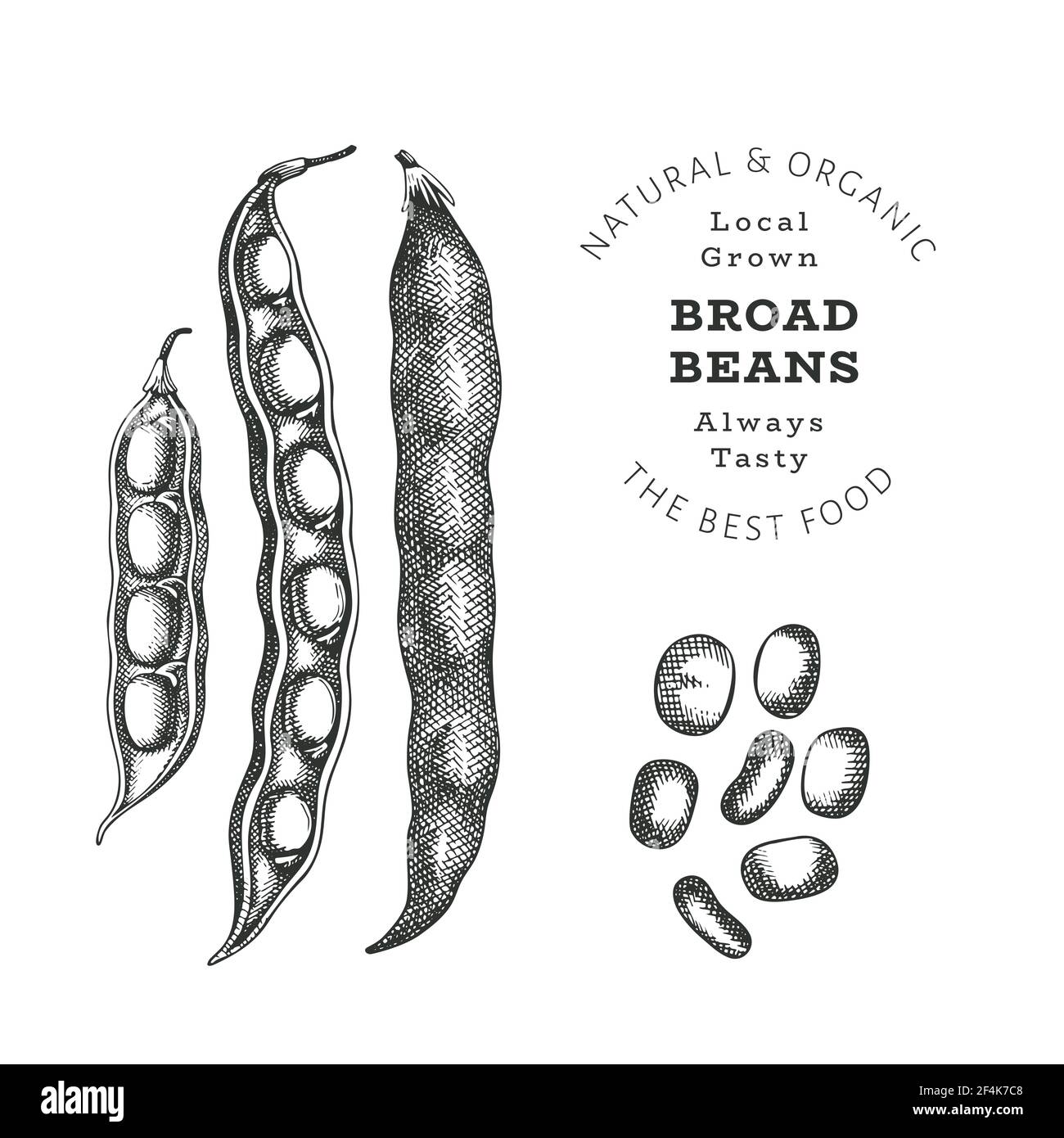 Hand drawn sketch style broad beans. Organic fresh food vector ...