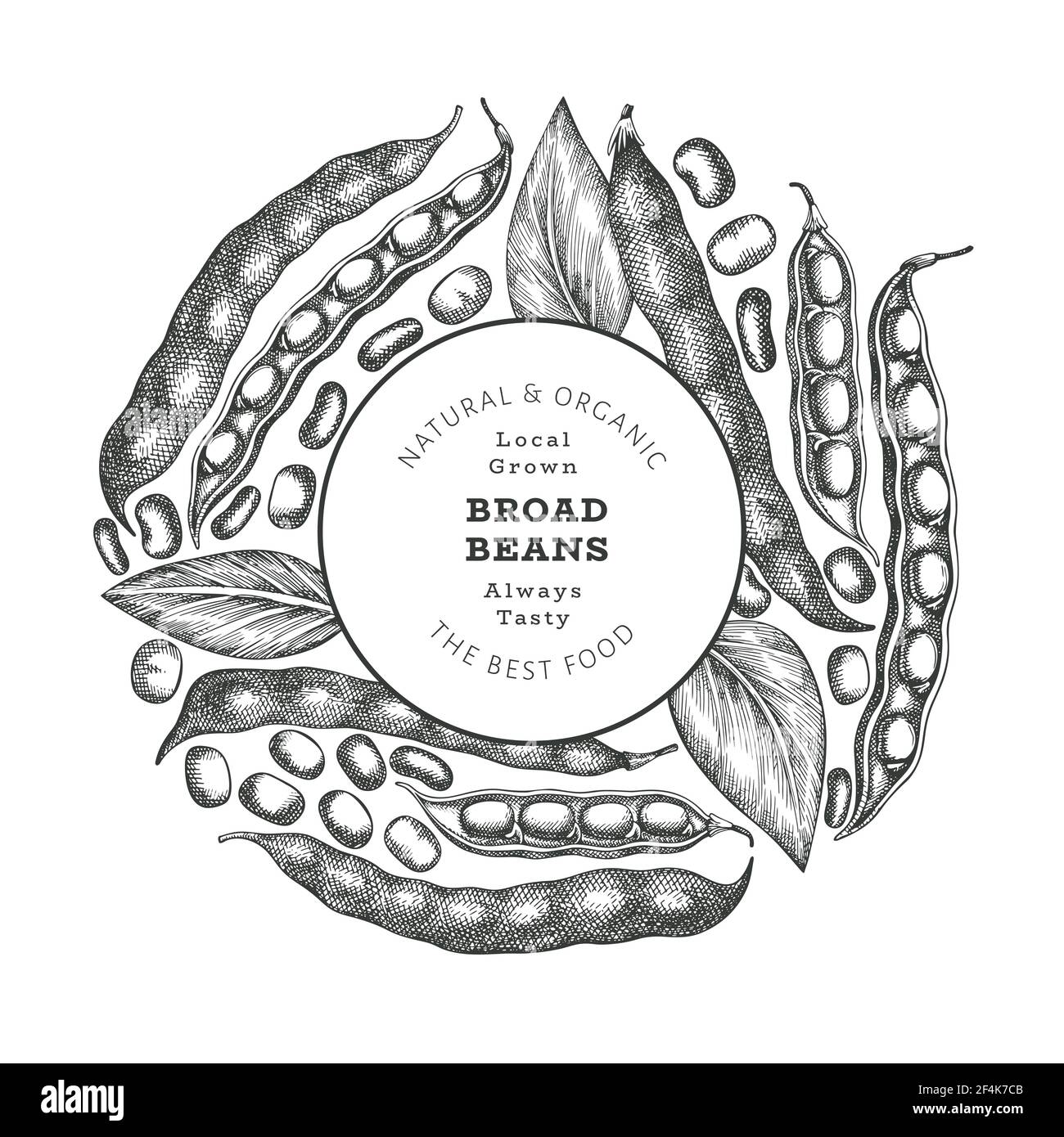 Hand drawn broad beans design template. Organic fresh food vector ...