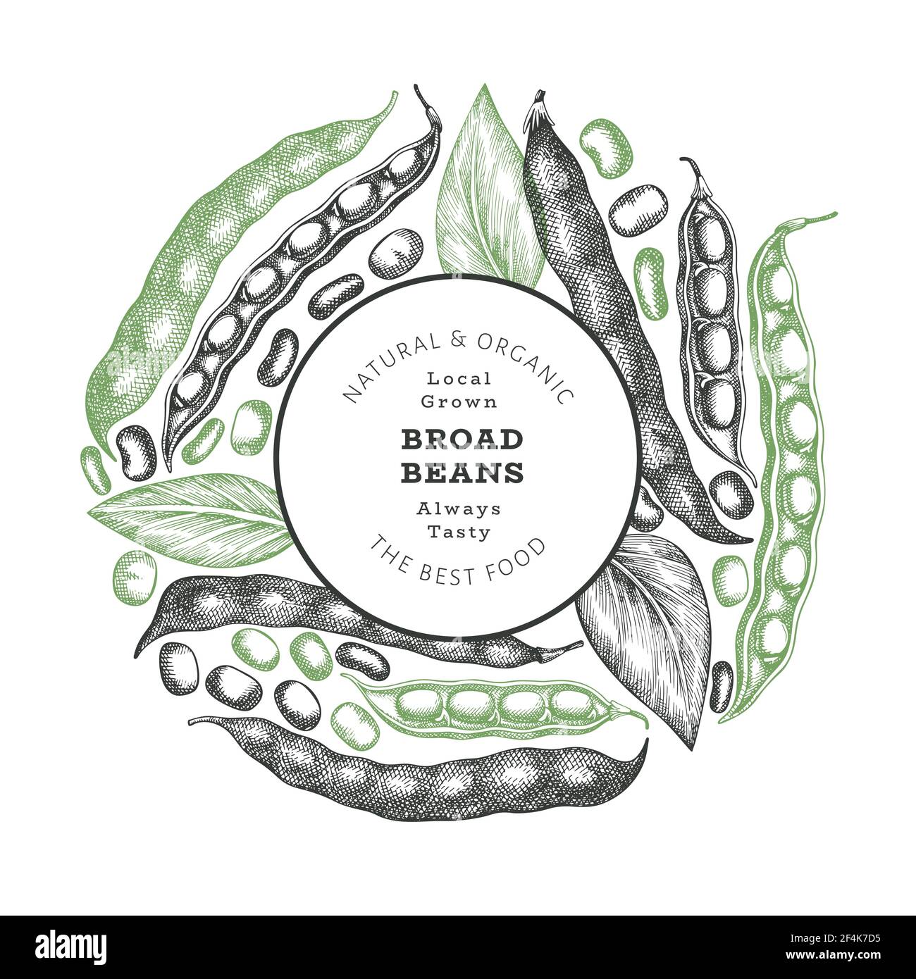Hand drawn broad beans design template. Organic fresh food vector ...