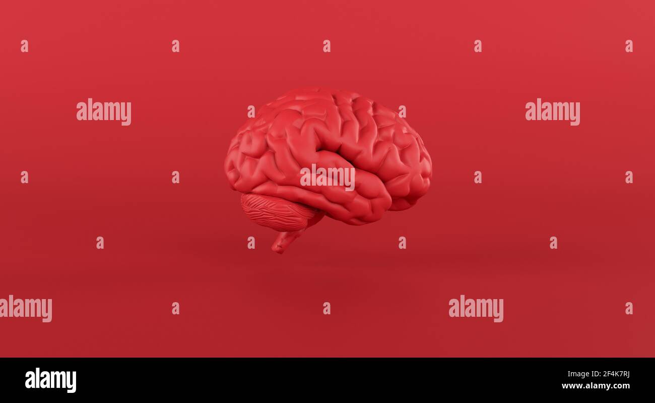 Red brain in slide view on minimal studio background, thinking ...