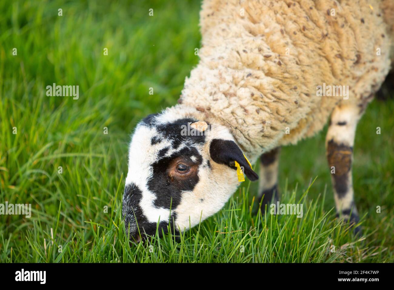 Ripollesa breed hi-res stock photography and images - Alamy