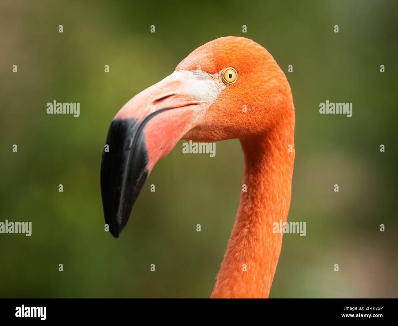 Portrait of an American Flamingo (Phoenicopterus ruber) in a zoo ...