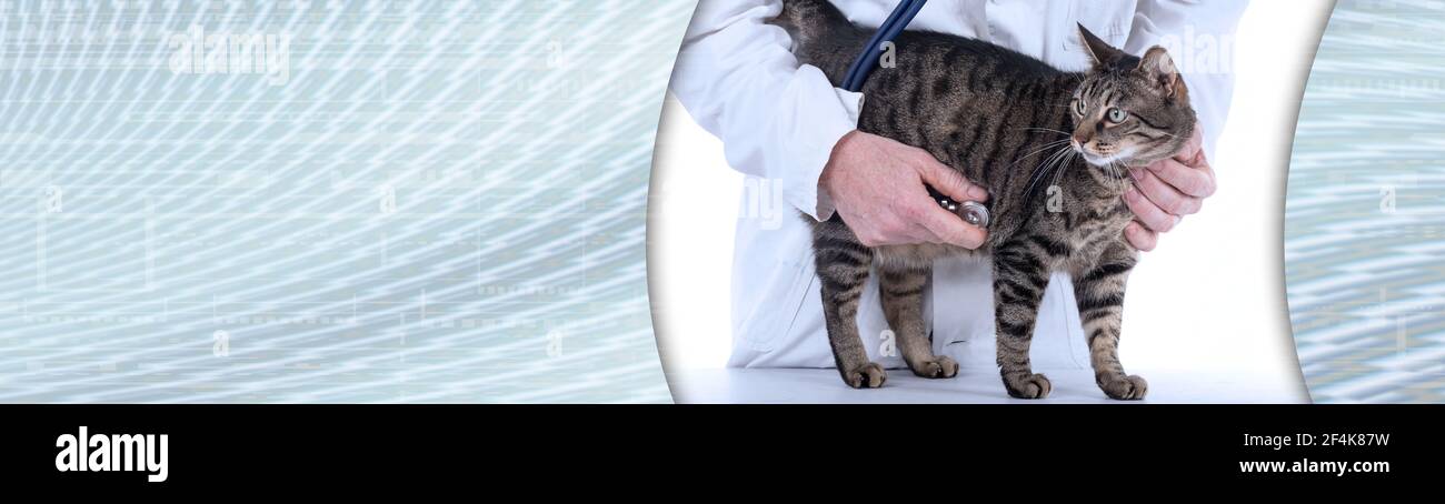 Veterinarian examining a cat with a stethoscope. panoramic banner Stock ...
