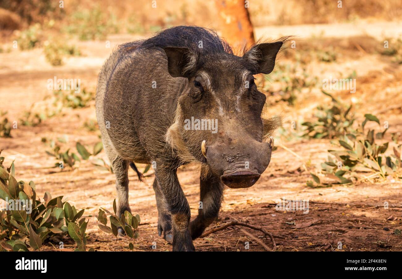 Senegalese animal hi-res stock photography and images - Alamy