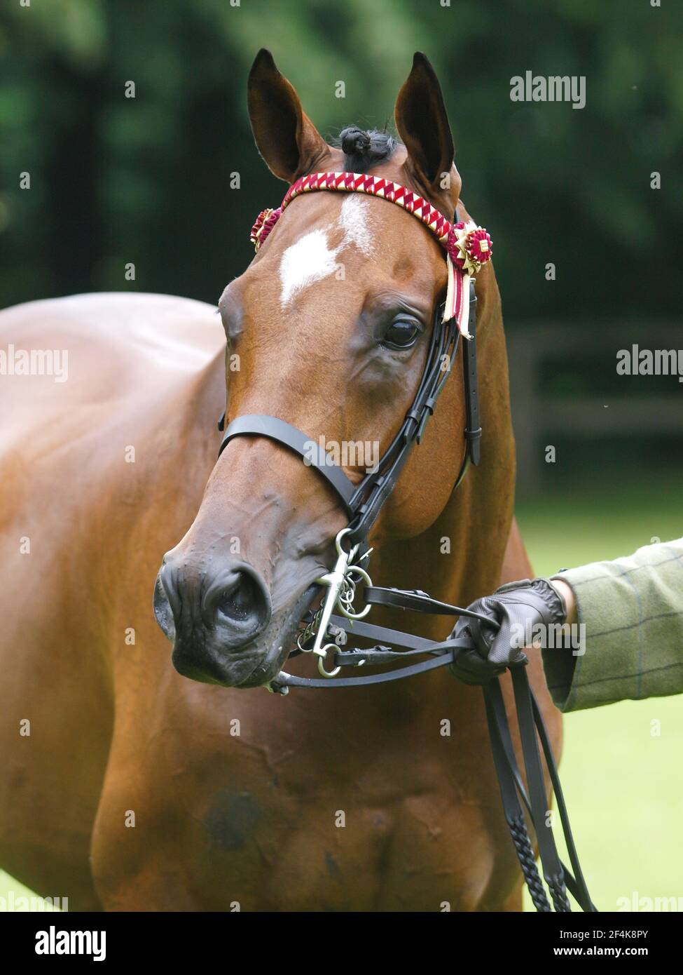 A head shot of a horse in hand in the show ring Stock Photo - Alamy