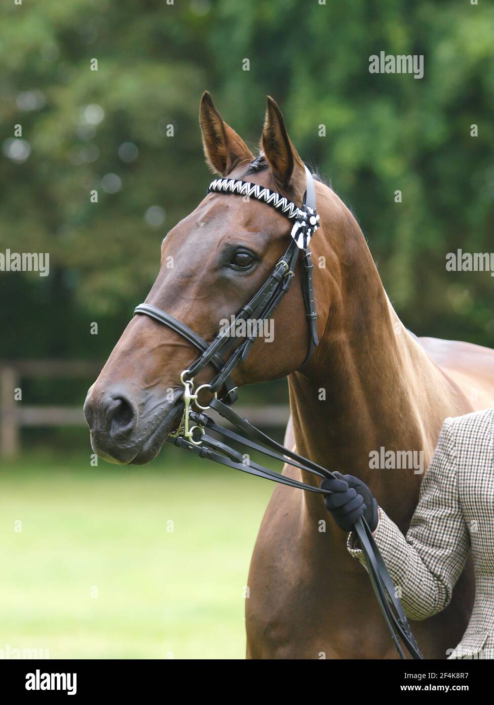 Horse in a ring rein hi-res stock photography and images - Alamy