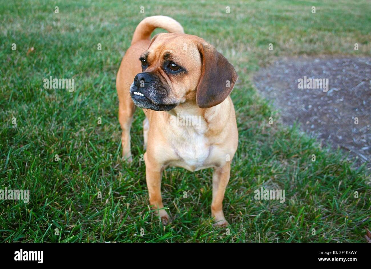 Lawn park park fur pet garden hi-res stock photography and images - Alamy