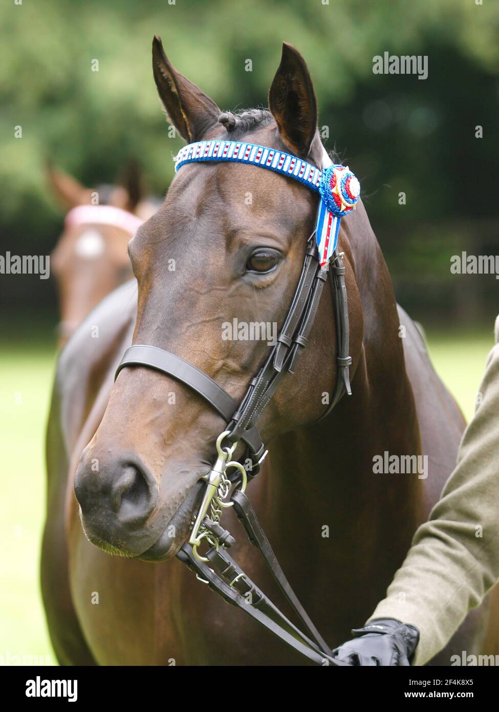 Equestrian show ring hi-res stock photography and images - Alamy