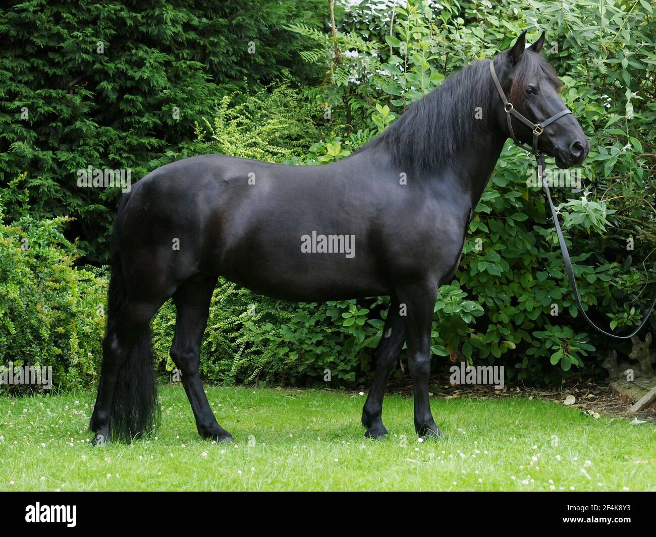 A shot of a black horse standing against a pretty background Stock ...