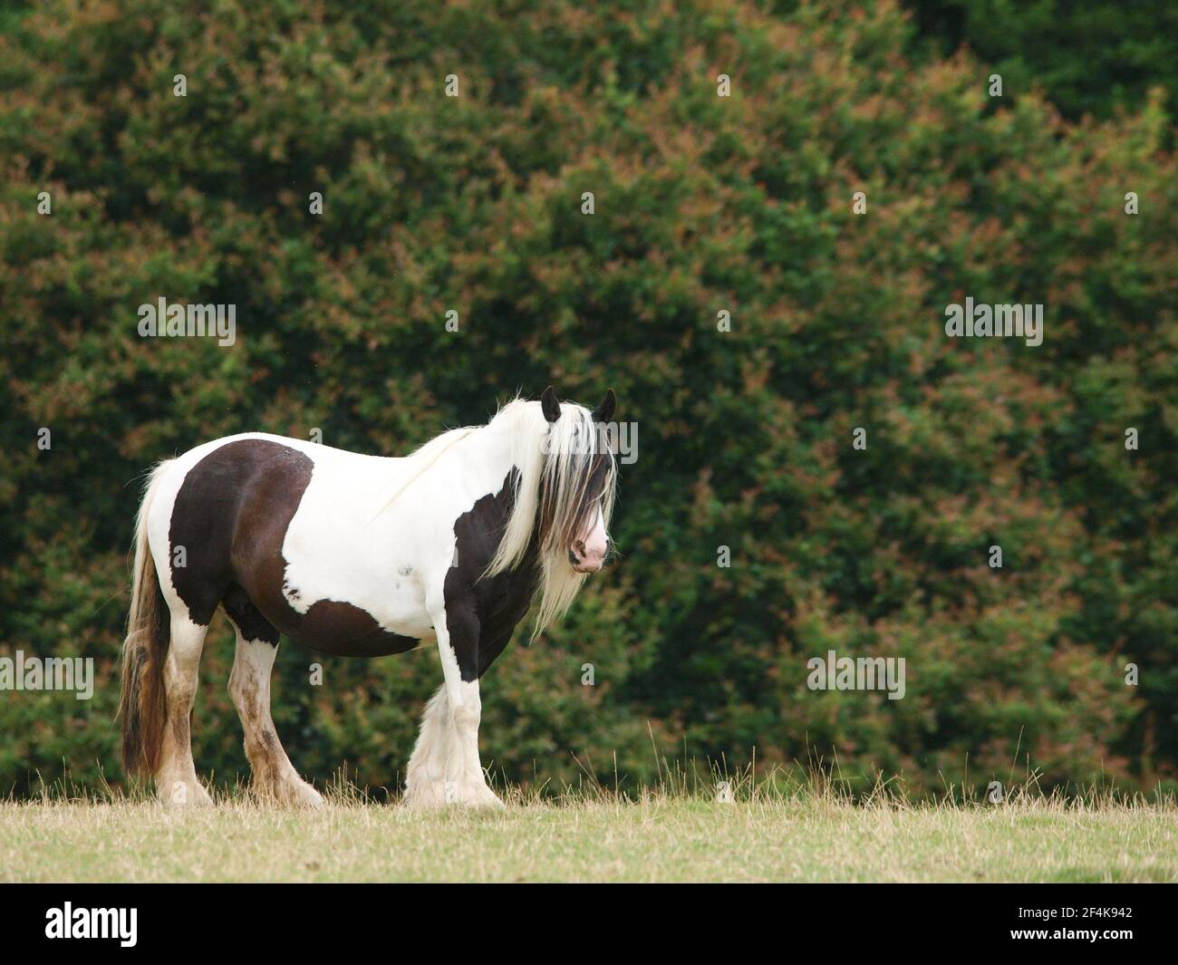 A pretty black and white cob pony stands alone in a paddock Stock Photo ...