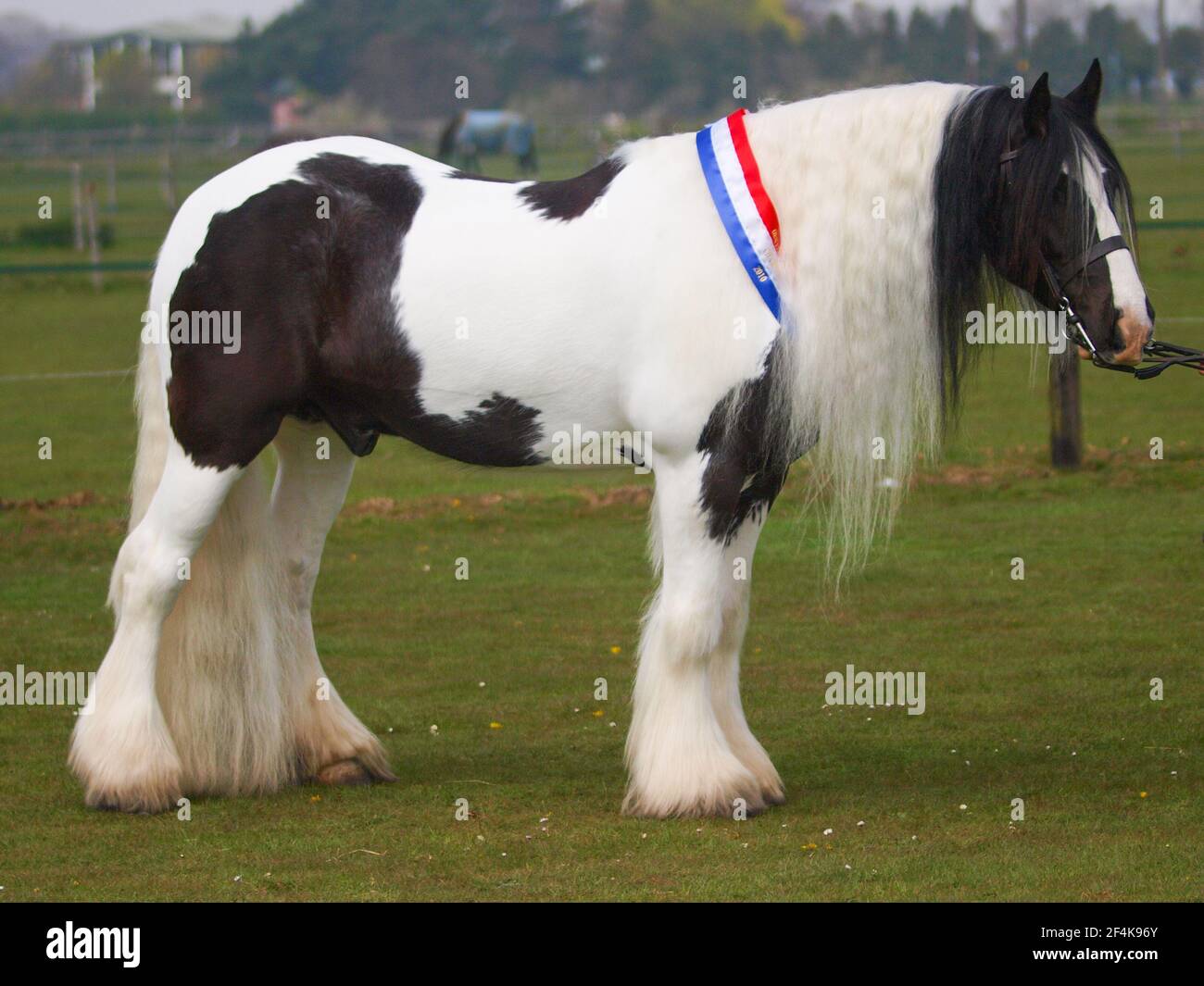 A black and white tradional cob stands at a show with its champion sash ...