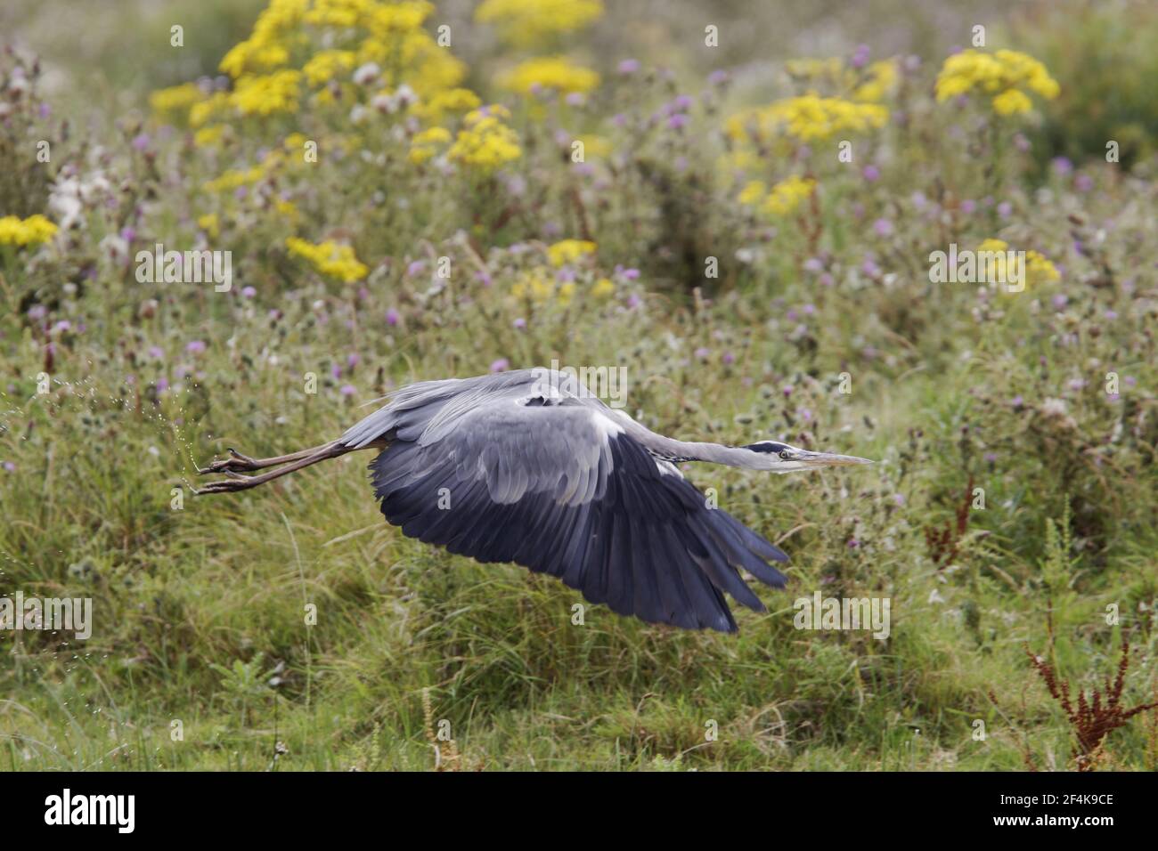 Grey Heron - Taking off Ardea cinerea Rainham Marshes RSPB Reserve ...